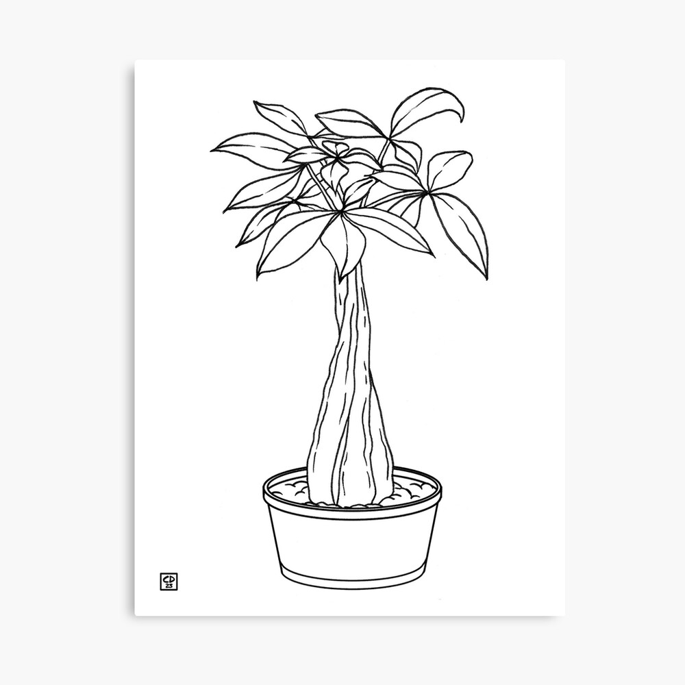 Money Tree Drawing