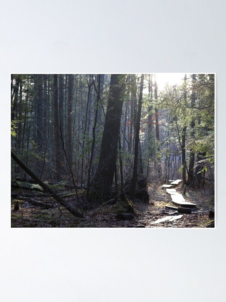 "Pathway" Poster for Sale by claireture | Redbubble
