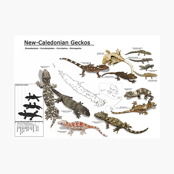 "NC geckos" Photographic Print for Sale by TsyenD-art | Redbubble