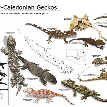 "NC geckos" Sticker for Sale by TsyenD-art | Redbubble