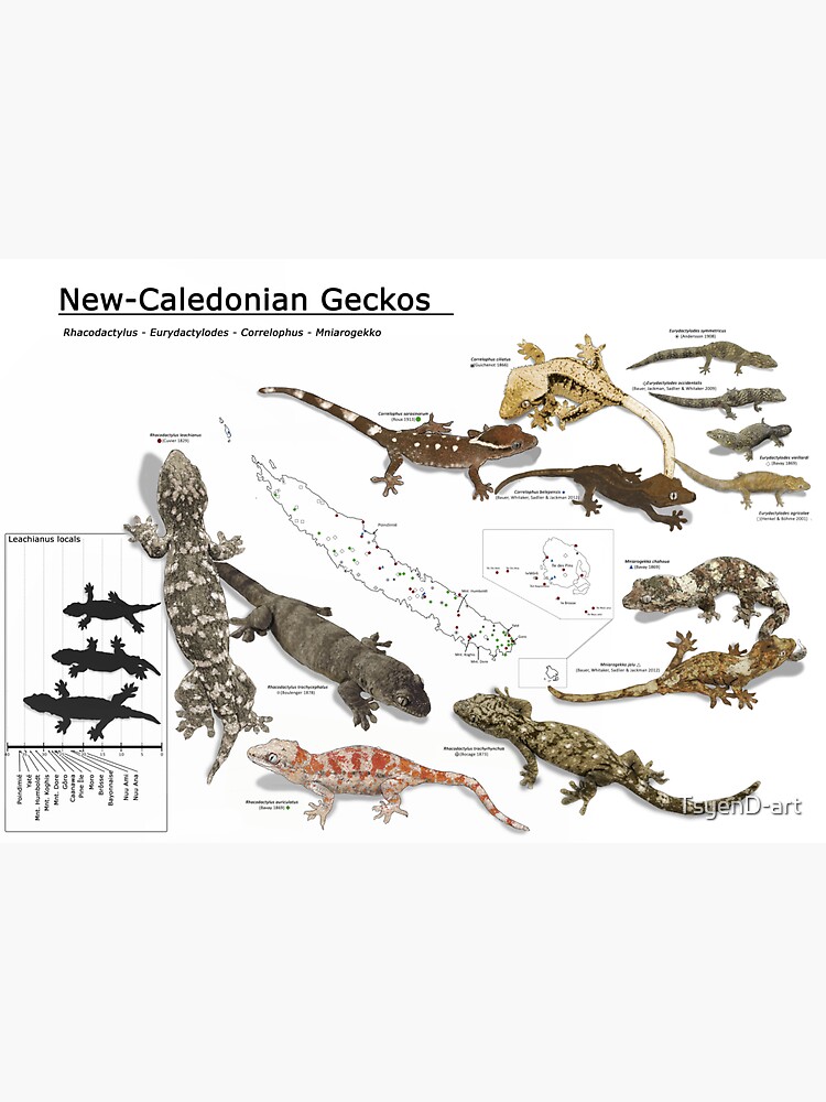 "NC geckos" Sticker for Sale by TsyenD-art | Redbubble