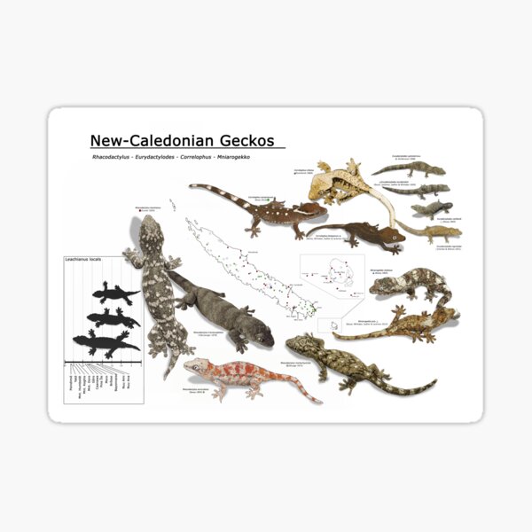 "NC geckos" Sticker for Sale by TsyenD-art | Redbubble