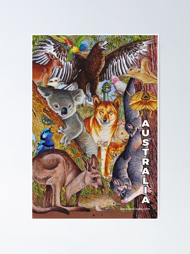 "Australian Animals Designs" Poster for Sale by iancoate | Redbubble