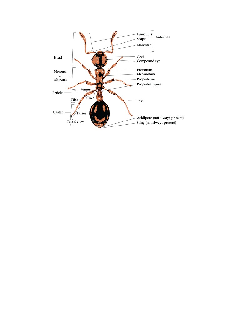 Ant Anatomy For Kids