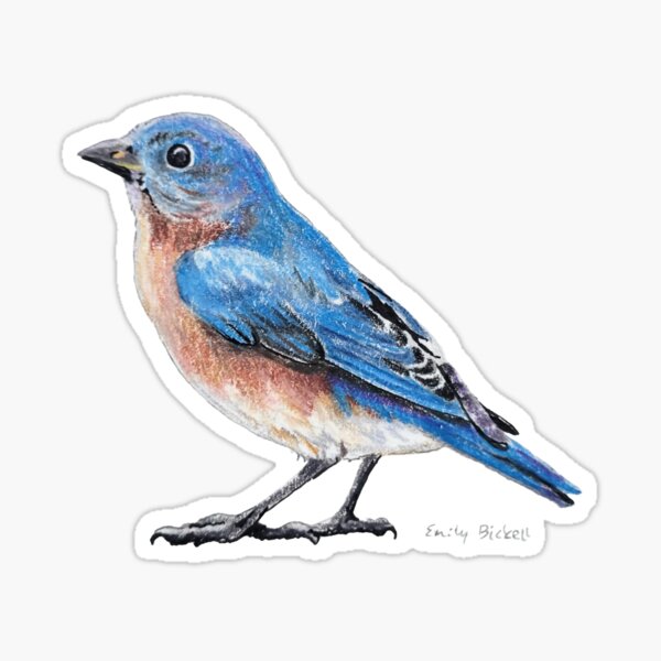 "Eastern Bluebird Drawing (no background)" Sticker for Sale by ...