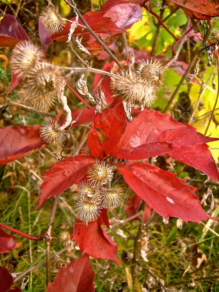 "Burrs and Red Leaves" Poster for Sale by Shulie1 | Redbubble