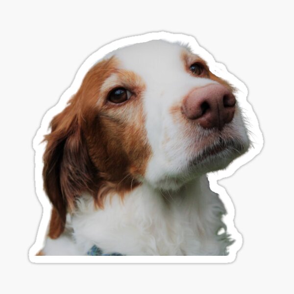 "Real Romeo" Sticker for Sale by UP Stickers Co | Redbubble