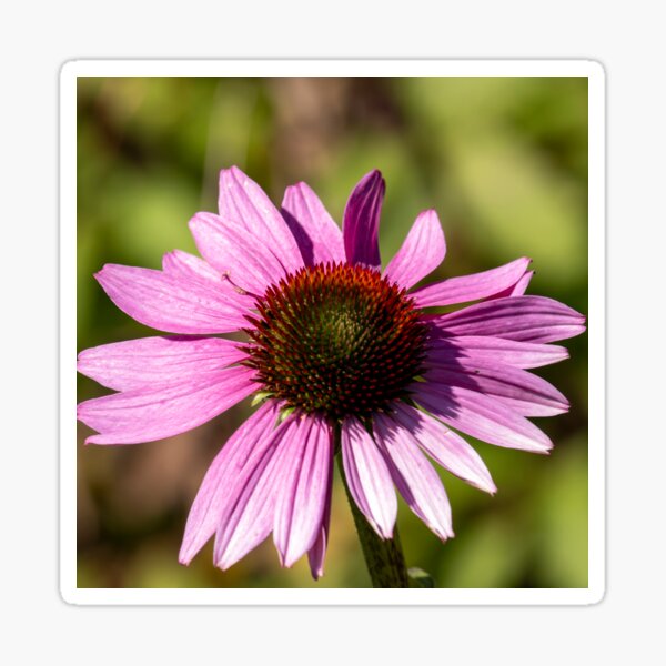 "Fall Bloom" Sticker for Sale by Tim Dusenberry | Redbubble