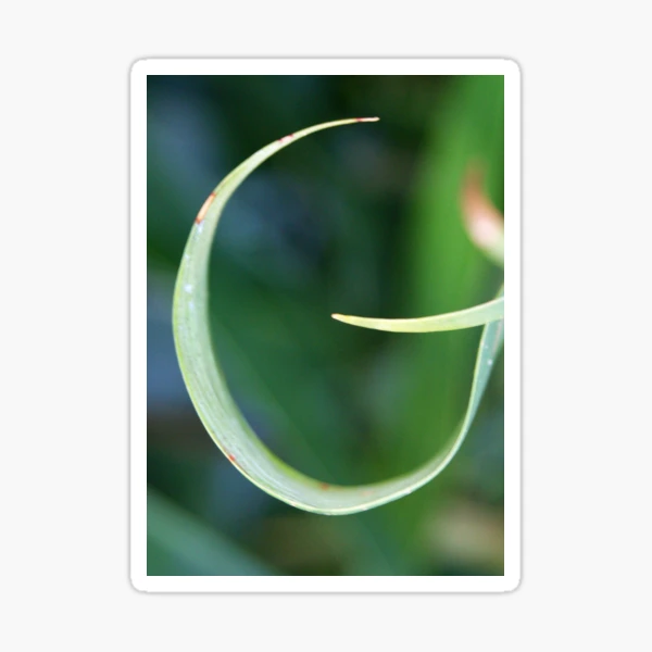 The Letter G In Nature