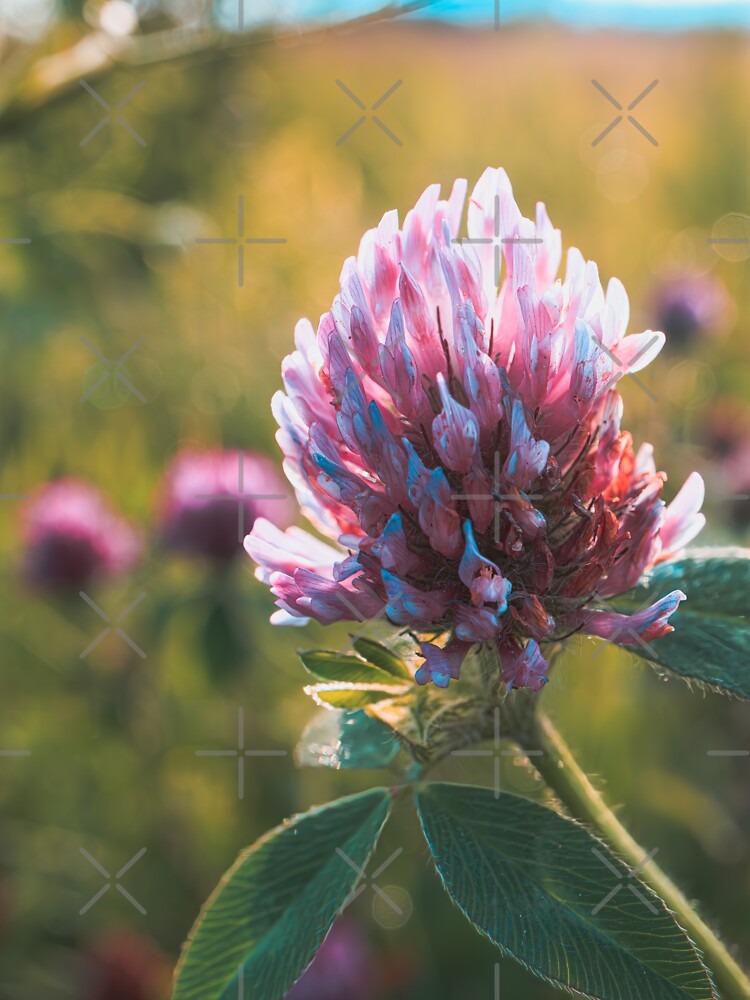 "Petals in Sunlight Capture Red Clover's Elegance V2" Sticker for Sale ...