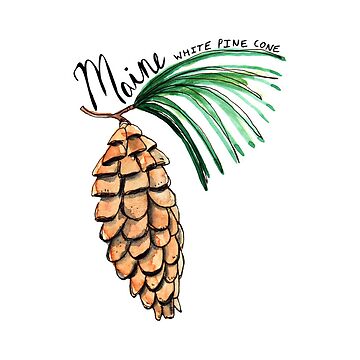 "State Flower: Maine - White Pine Cone" Sticker for Sale by Kailey ...