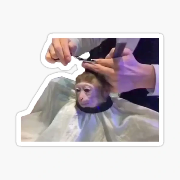Monkey Haircut Meme By RaghunathPrabhakar On DeviantArt, 47% OFF