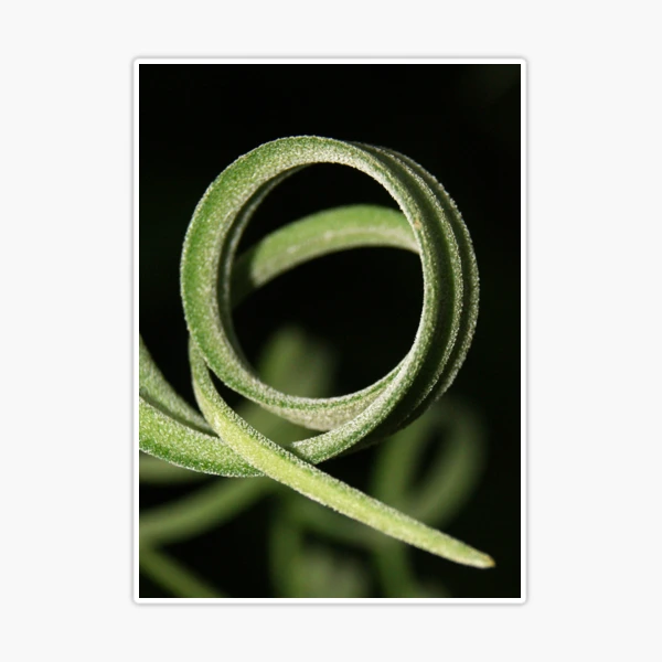 Letter Q In Nature Elegance Nature Flower Initial Letter Q Stock