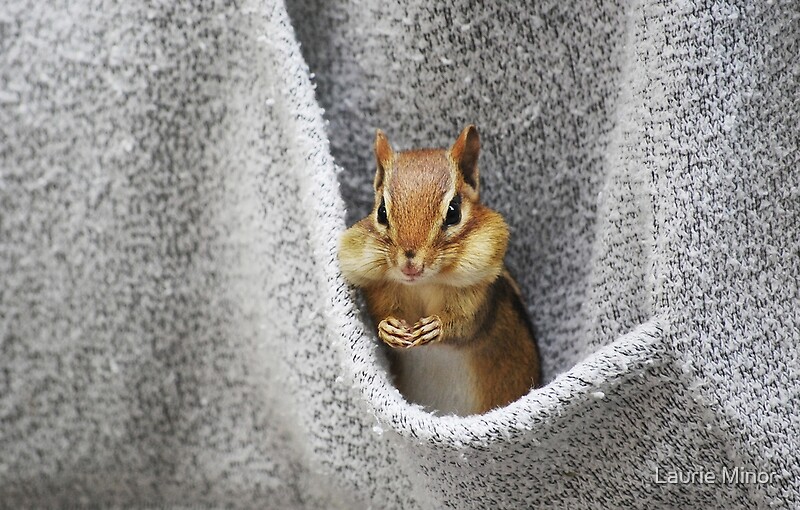 "Friendly Chippy ~ eye contact" by Laurie Minor | Redbubble