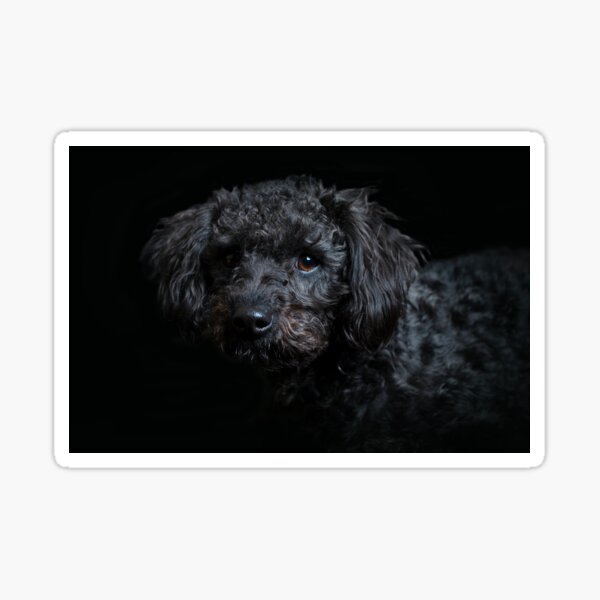 "Black Labradoodle 1" Sticker for Sale by skenworthy | Redbubble