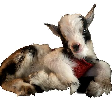 "Cute Baby Goat" Sticker for Sale by TiptoeHill | Redbubble