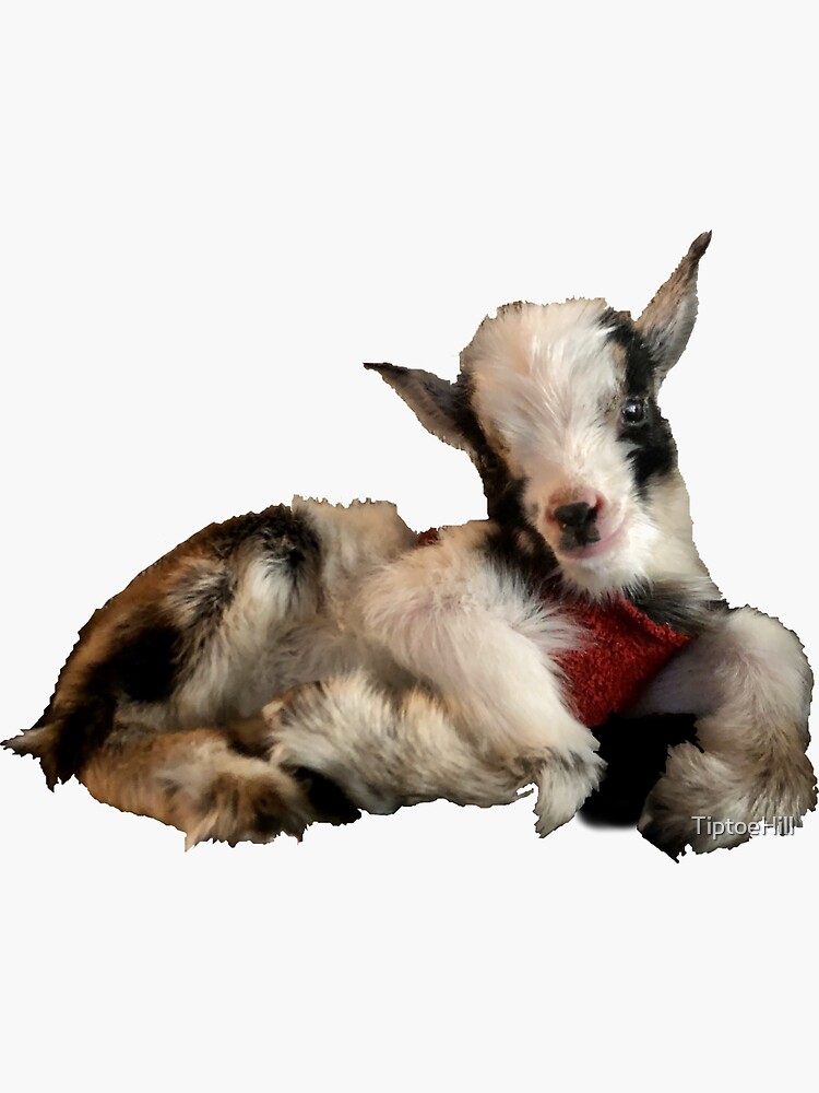 "Cute Baby Goat" Sticker for Sale by TiptoeHill | Redbubble