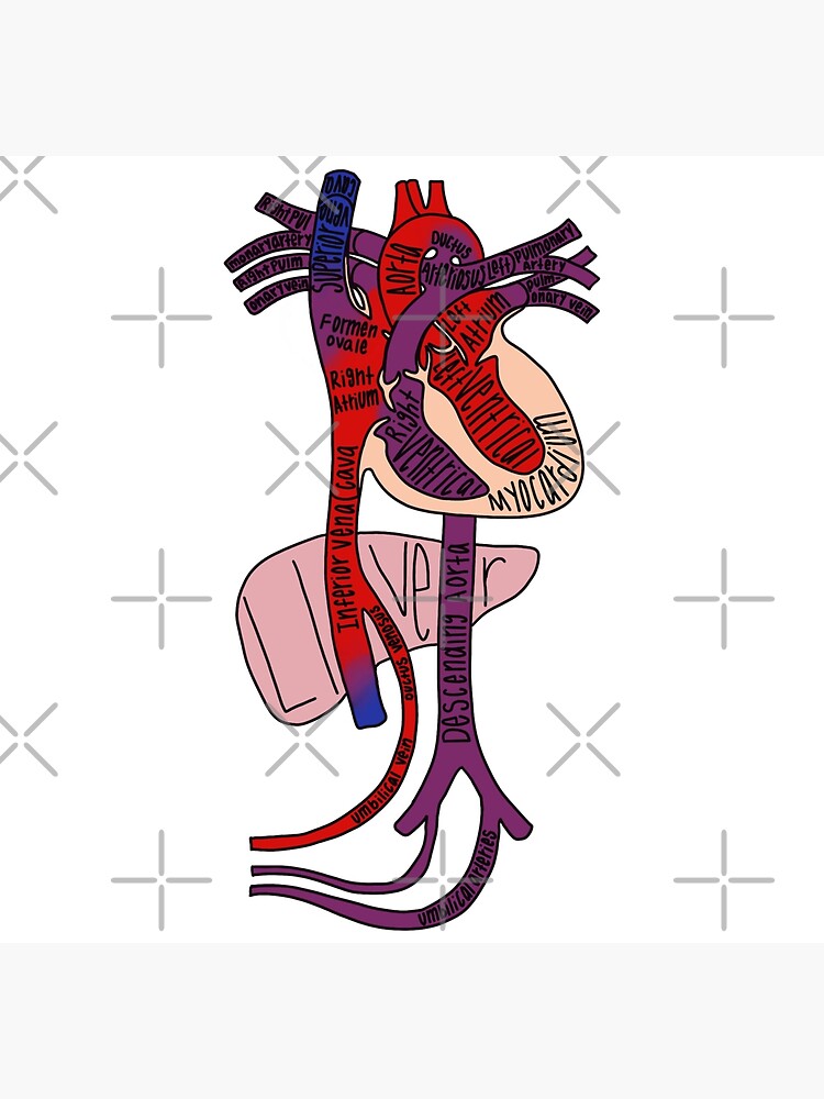 Fetal Heart Anatomy Fetal Circulation Etsy