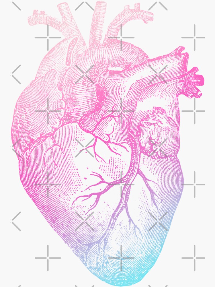 "Pinky Heart - Vintage Heart Anatomy" Sticker for Sale by StilleSkygger ...