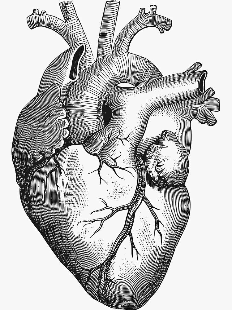 Pegatina «Corazón anatómico» de SuSquash | Redbubble