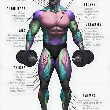 "Fitness Body Chart Poster | Gym Workout Guide | Muscle Anatomy Print ...