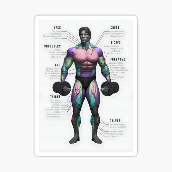 "Fitness Body Chart Poster | Gym Workout Guide | Muscle Anatomy Print ...