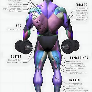 "Fitness Body Chart Poster | Gym Workout Guide | Muscle Anatomy Print ...