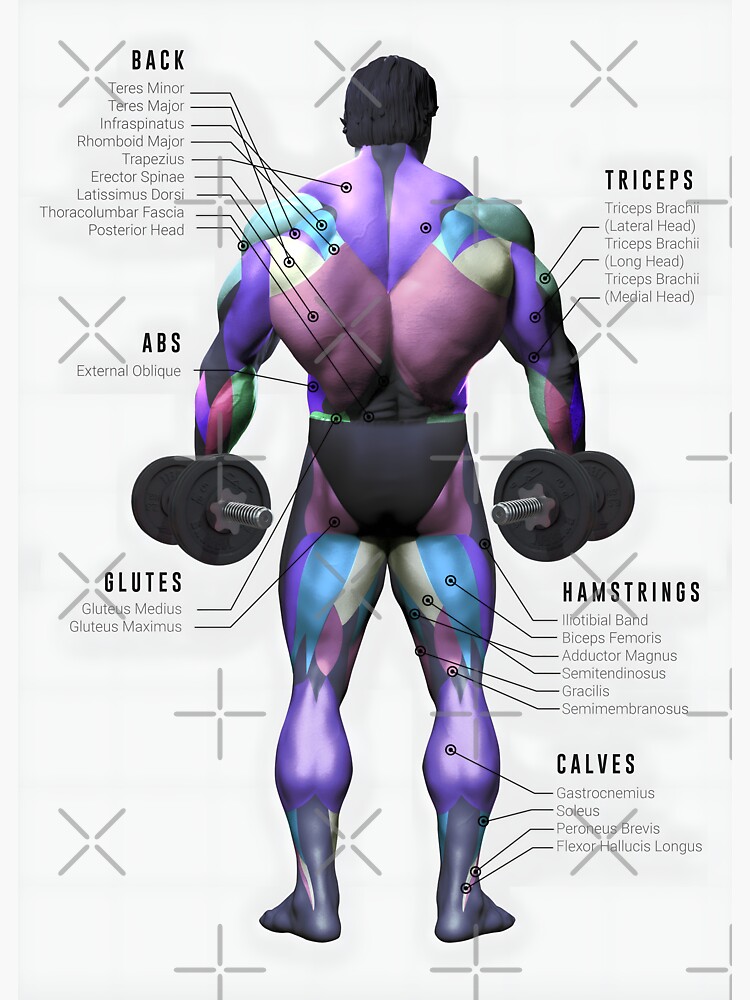 "Fitness Body Chart Poster | Gym Workout Guide | Muscle Anatomy Print ...