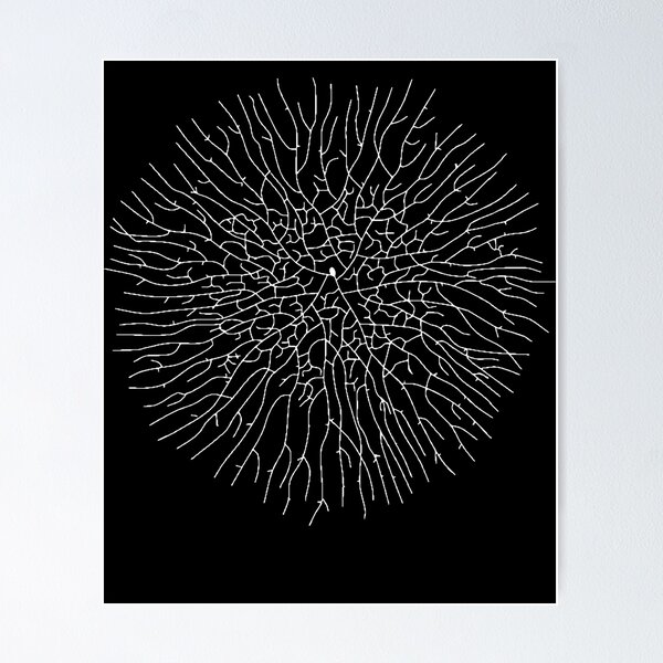 "Mycelium mushroom mycology fungi network design pattern" Poster for Sale by Intune | Redbubble