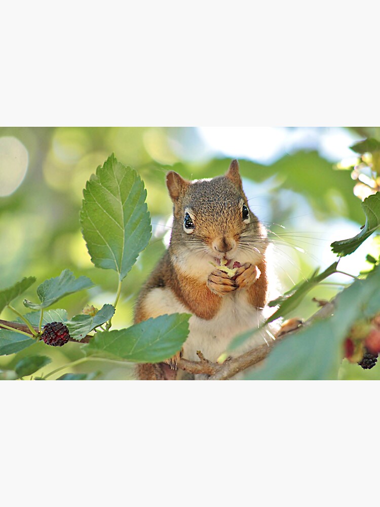 "Munchin' on mulberries" Sticker for Sale by backyardwonders | Redbubble