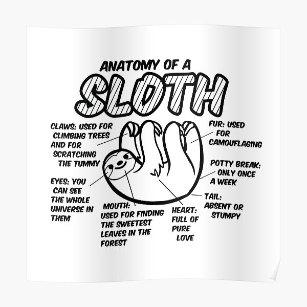 "Anatomy of a Sloth" Poster by radvas | Redbubble