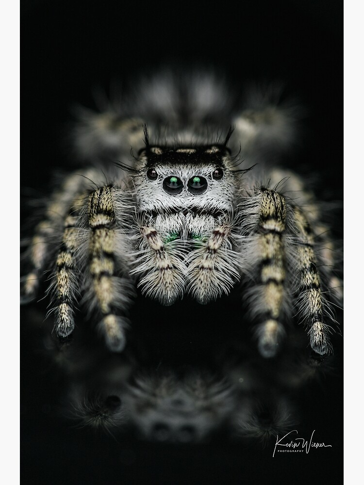 Beautiful Spiders Art