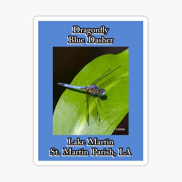 "Give Someone You Love A Dragonfly Kiss ~ Dragonfly: Blue Dasher, Lake ...