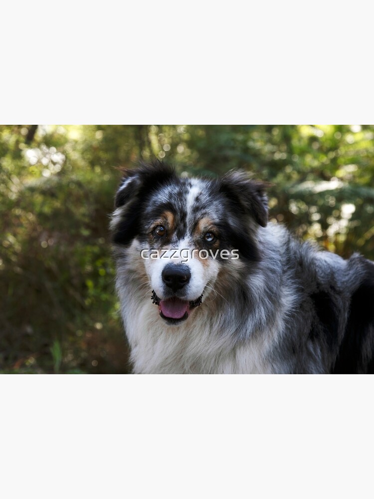 "Australian Sheppard " Poster for Sale by cazzgroves | Redbubble