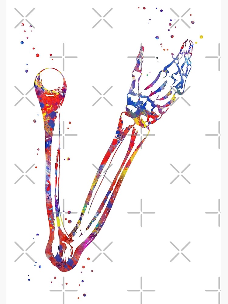 Arm, arm anatomy, arm print, anatomy, watercolor arms, arms art Premium ...