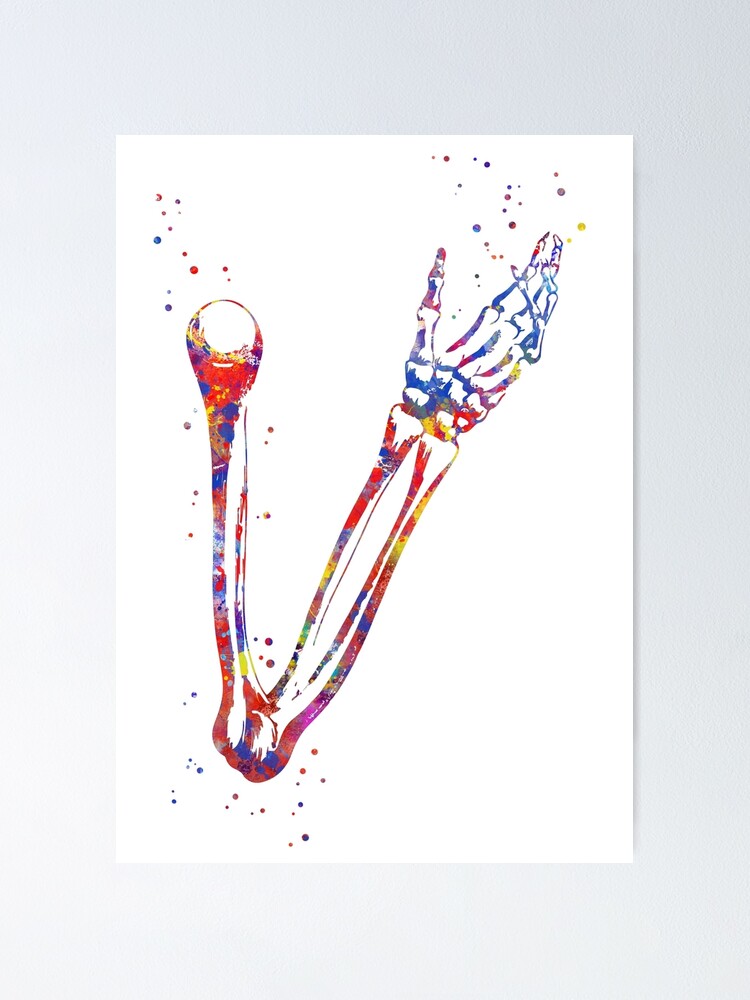 "Arm, arm anatomy, arm print, anatomy, watercolor arms, arms art ...