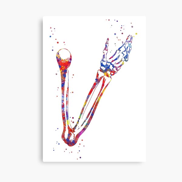 "Arm, arm anatomy, arm print, anatomy, watercolor arms, arms art ...