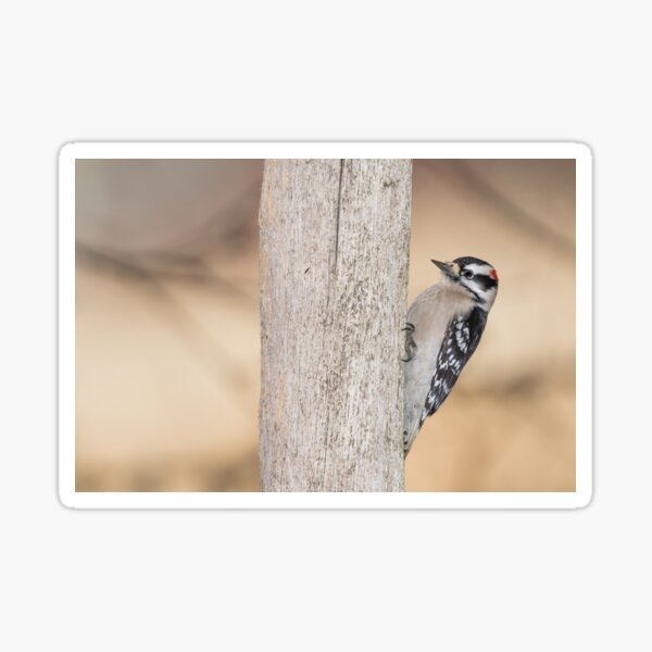 "Downy Woodpecker" Sticker for Sale by nscphotography | Redbubble