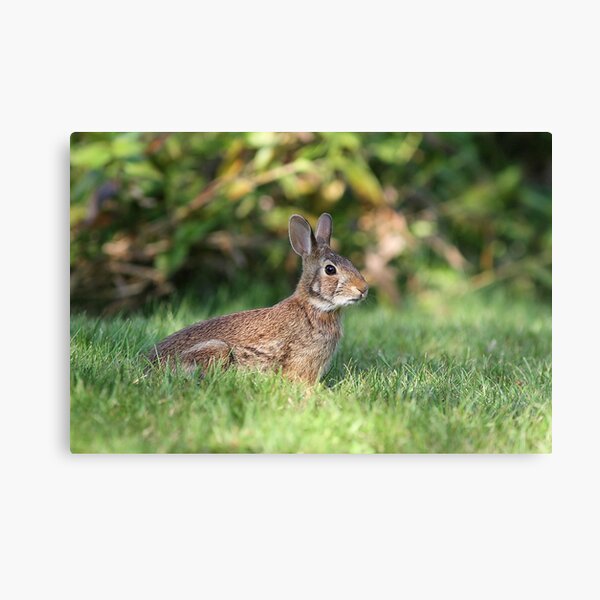 Cottontail Canvas Prints | Redbubble