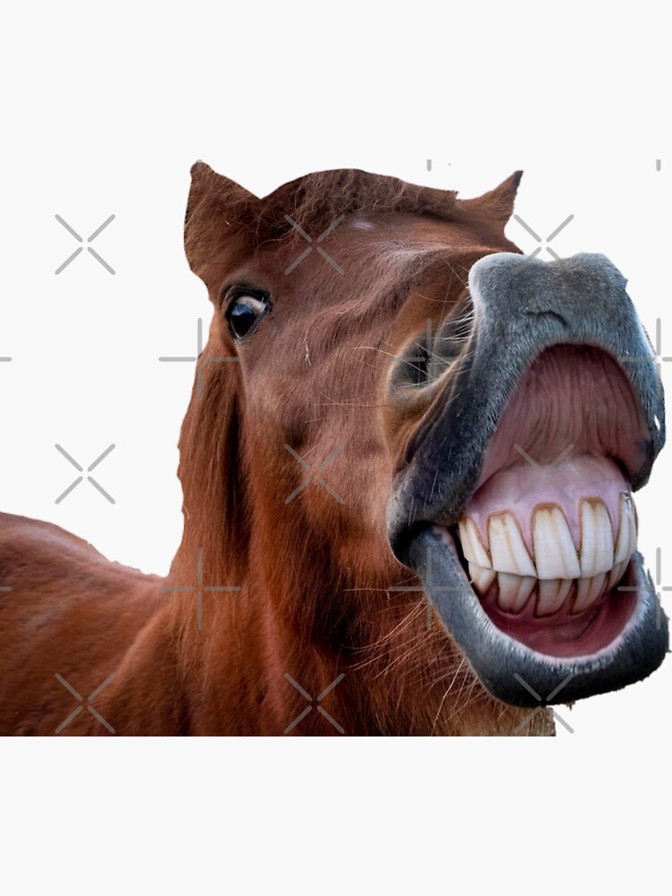 Horse Teeth Memes But What A Teeth ?............, Roar, Fun, Funny,