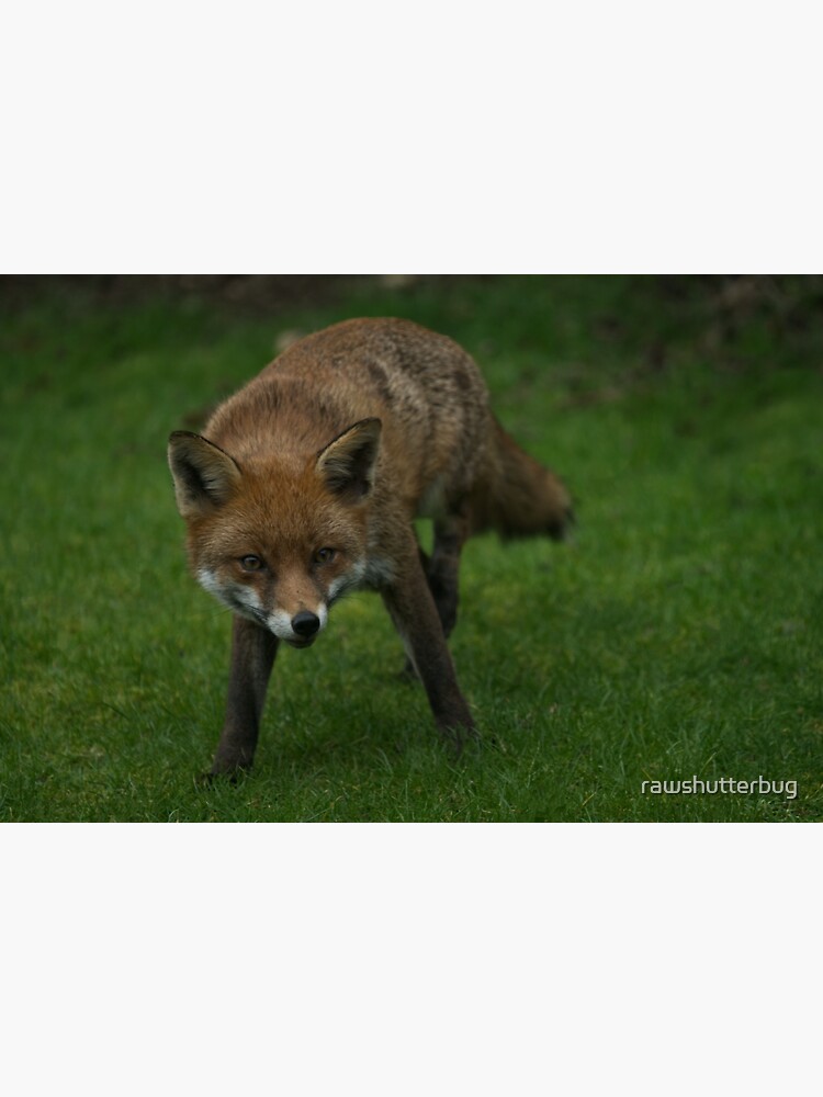"Wild Red Fox" Sticker for Sale by rawshutterbug | Redbubble