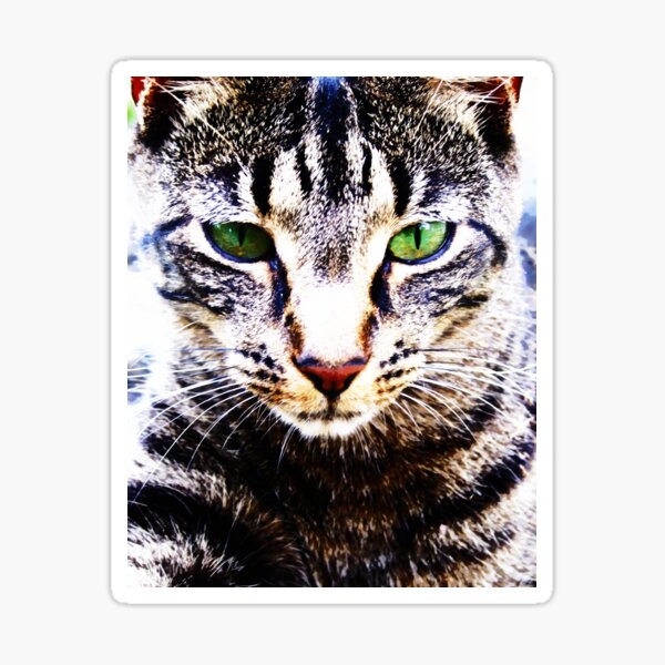 "Big Cat Face" Sticker for Sale by Philinblank | Redbubble