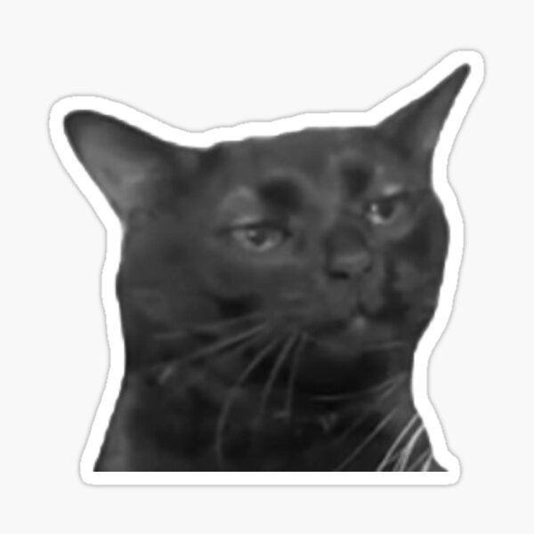 Black Cat Meme