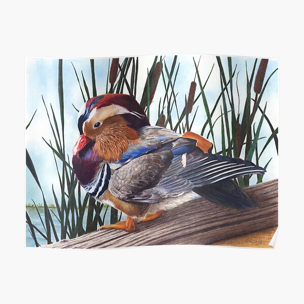 "Mandarin Duck" Poster by piccolinm | Redbubble