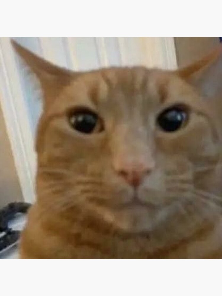 "goofy ahh cat " Sticker for Sale by goofyahhprod | Redbubble