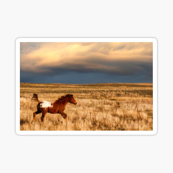 "Colt on the Run" Sticker for Sale by colorfulbundles | Redbubble