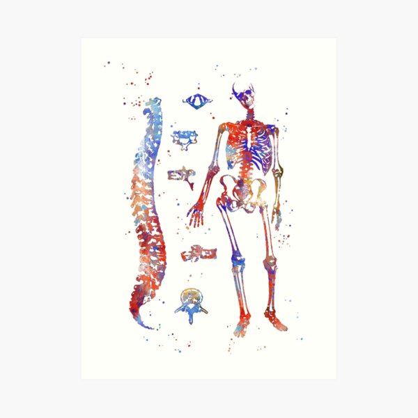 "Human anatomy bones, visual bone diagram" Art Print by Rosaliartbook ...