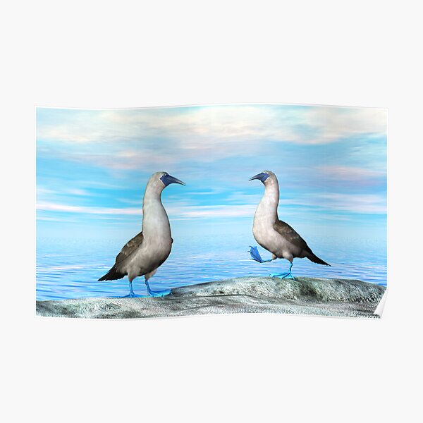 "Blue-footed Booby" Poster for Sale by Skyviper | Redbubble