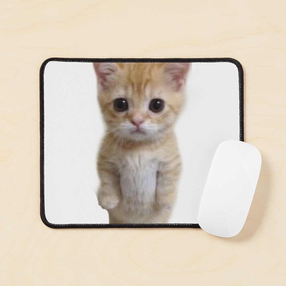 "El gato cat cute tiktok meme" Sticker for Sale by giabeetles | Redbubble