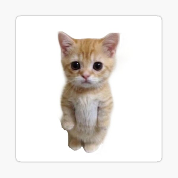 "El gato cat cute tiktok meme" Sticker for Sale by giabeetles | Redbubble